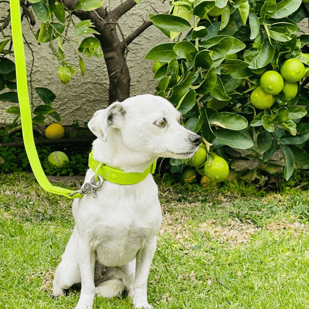 Surf's Up Waterproof Dog Collar - Biothane PVC Adjustable