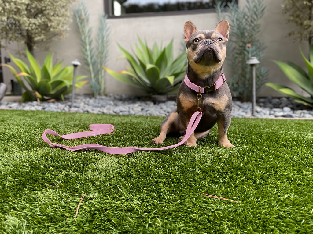 Malibu Sunset Sustainable Hemp Cotton Dog Collar