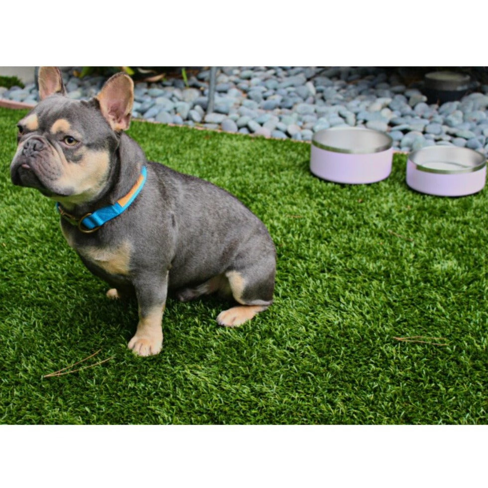 Malibu Sunset Sustainable Hemp Cotton Dog Collar