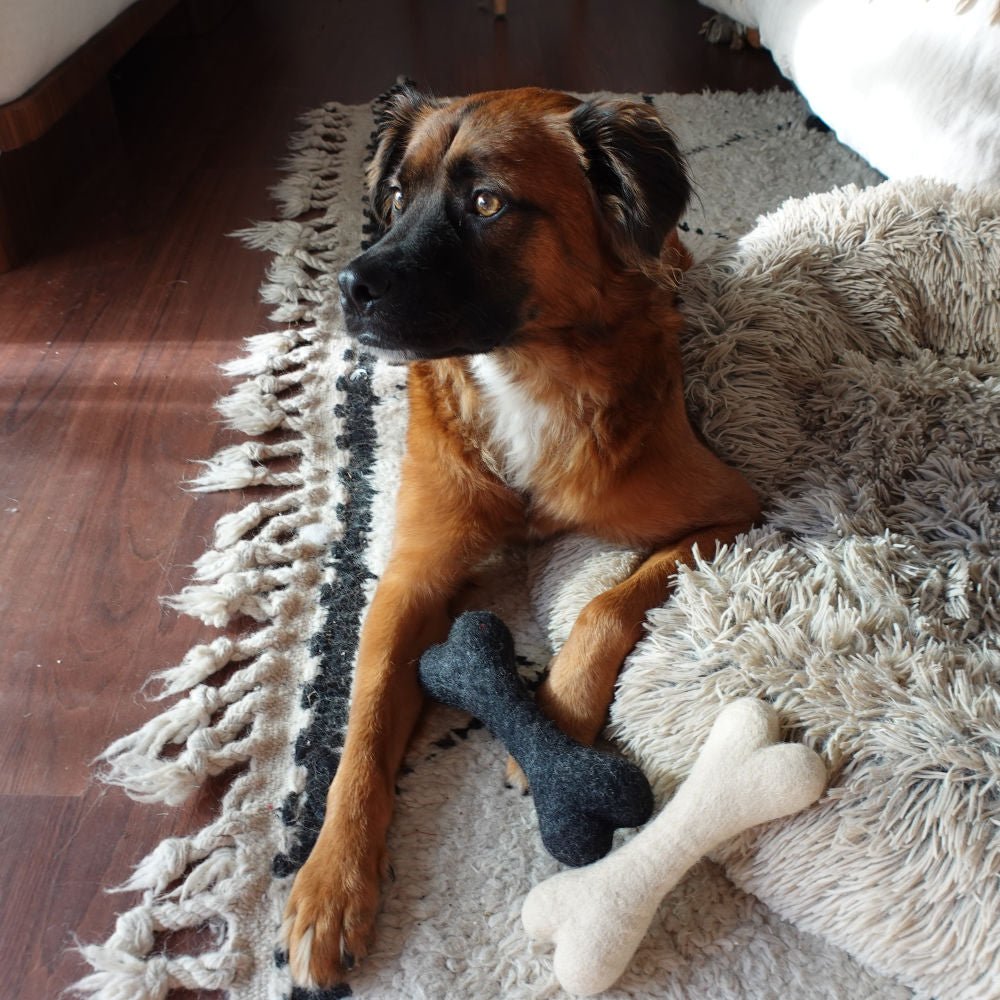 Gift Boxes for Dog PPL